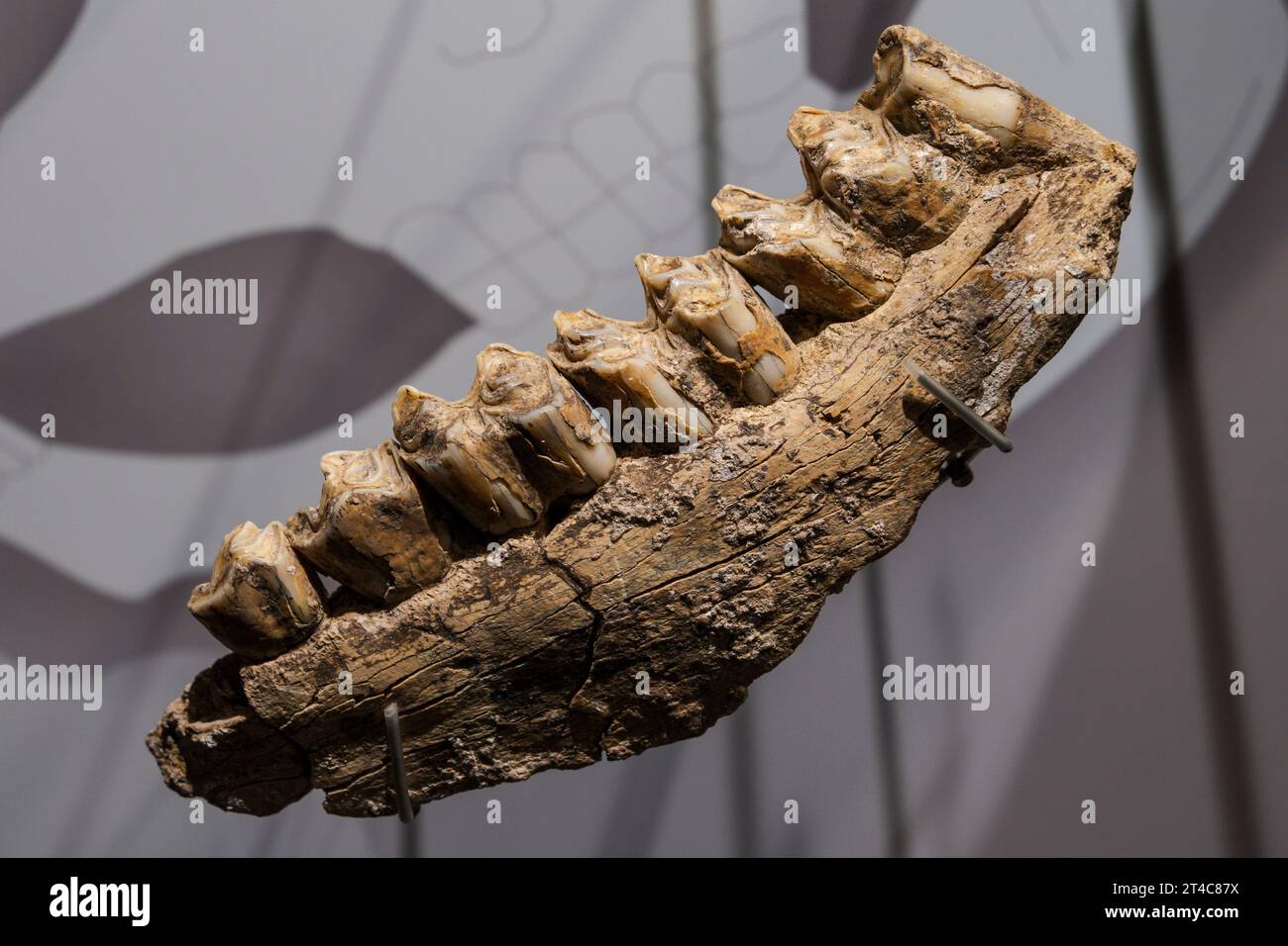 Uro mandible (bos primigenius), Museum of prehistory and archeology ...