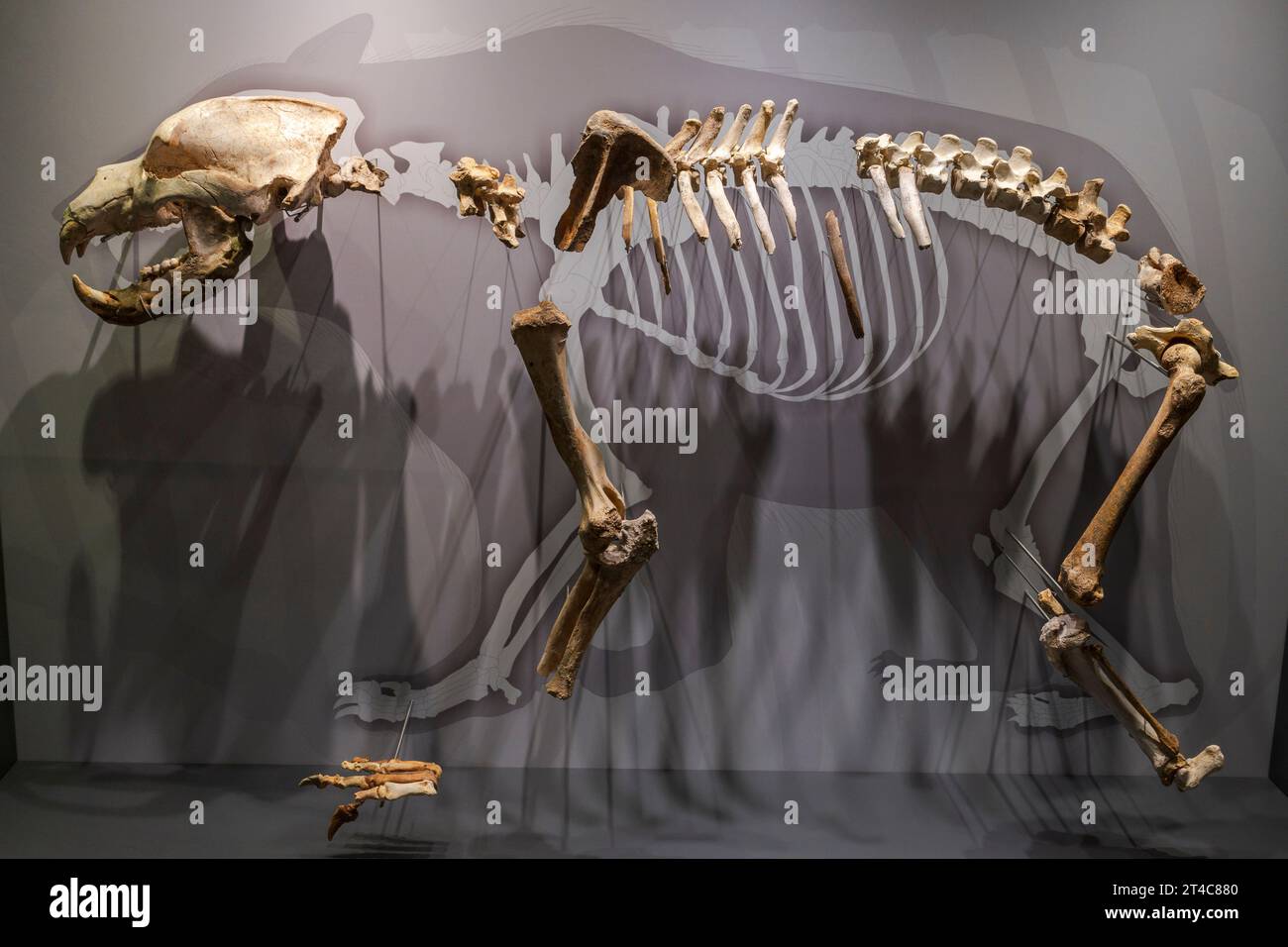 Cave Bear Ursus Spelaeus Late Pleistocene Museum Of Prehistory And Cave Bear Ursus Spelaeus Late Pleistocene Museum Of Prehistory And