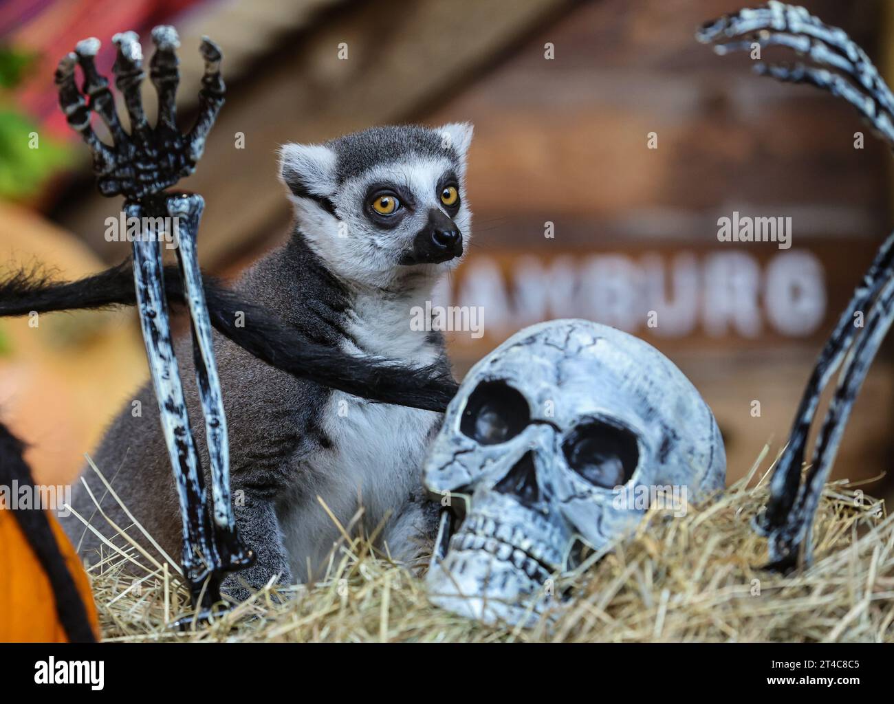 Hamburg, Germany. 30th Oct, 2023. Lemurs explore the Halloween ...