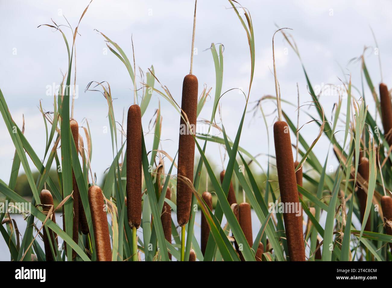 Brown bulrushes, cattails or typha latifolia with green leaves in front ...