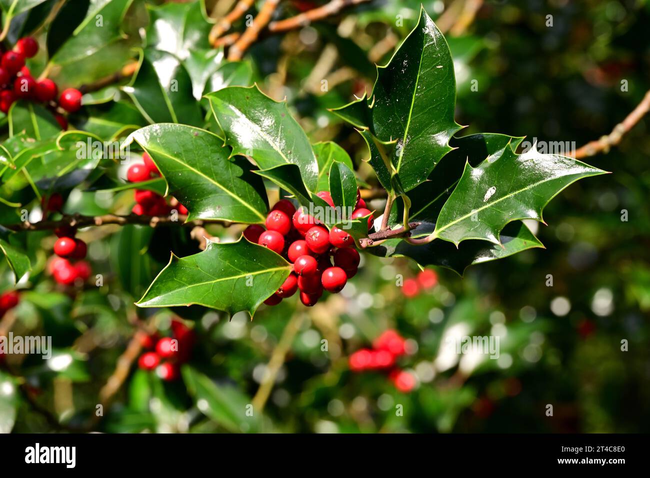 Around the UK - Ilex or Holly -Colours of Autumn, Avenham Park, Preston ...