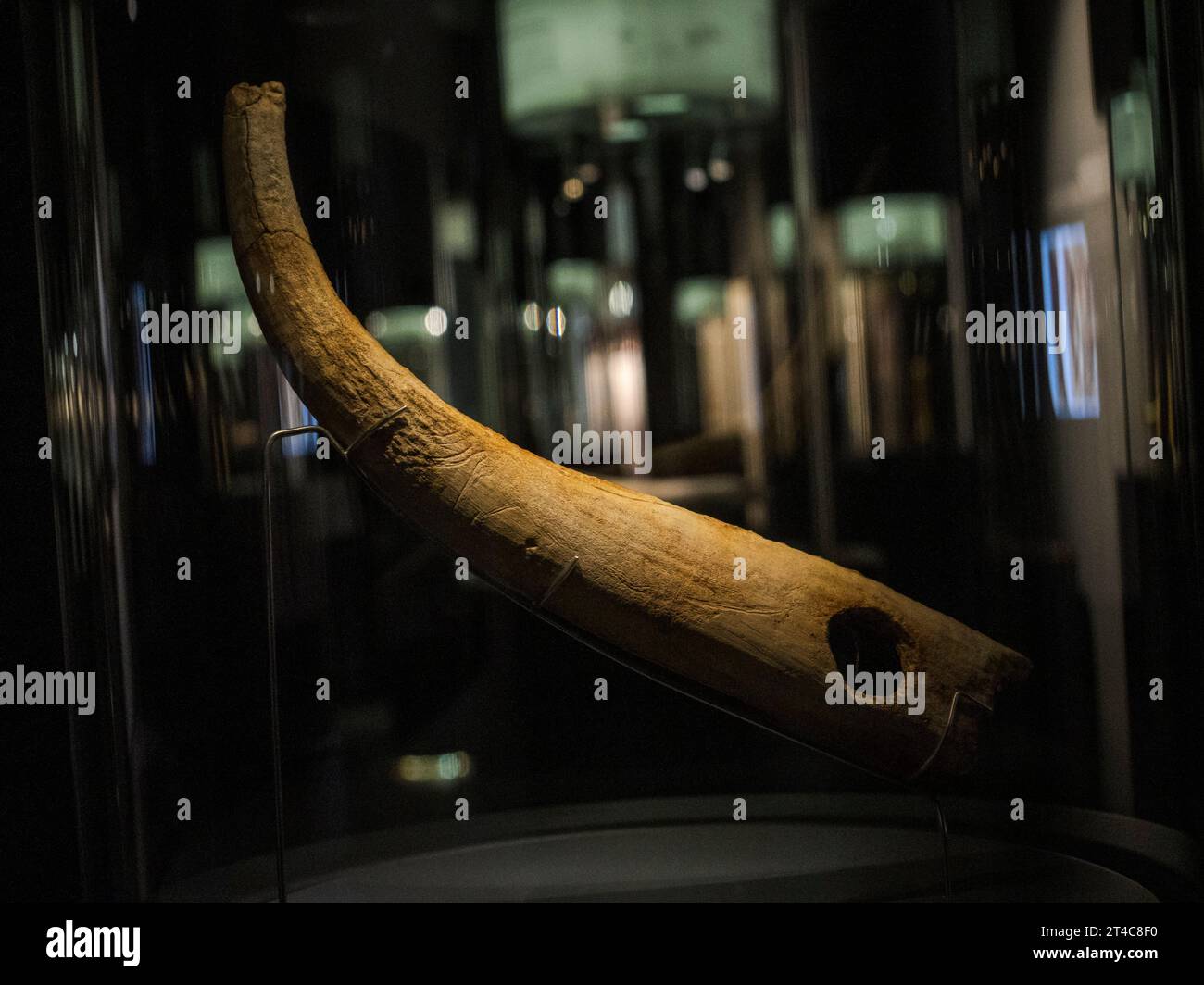 Magdalenian art hi-res stock photography and images - Alamy