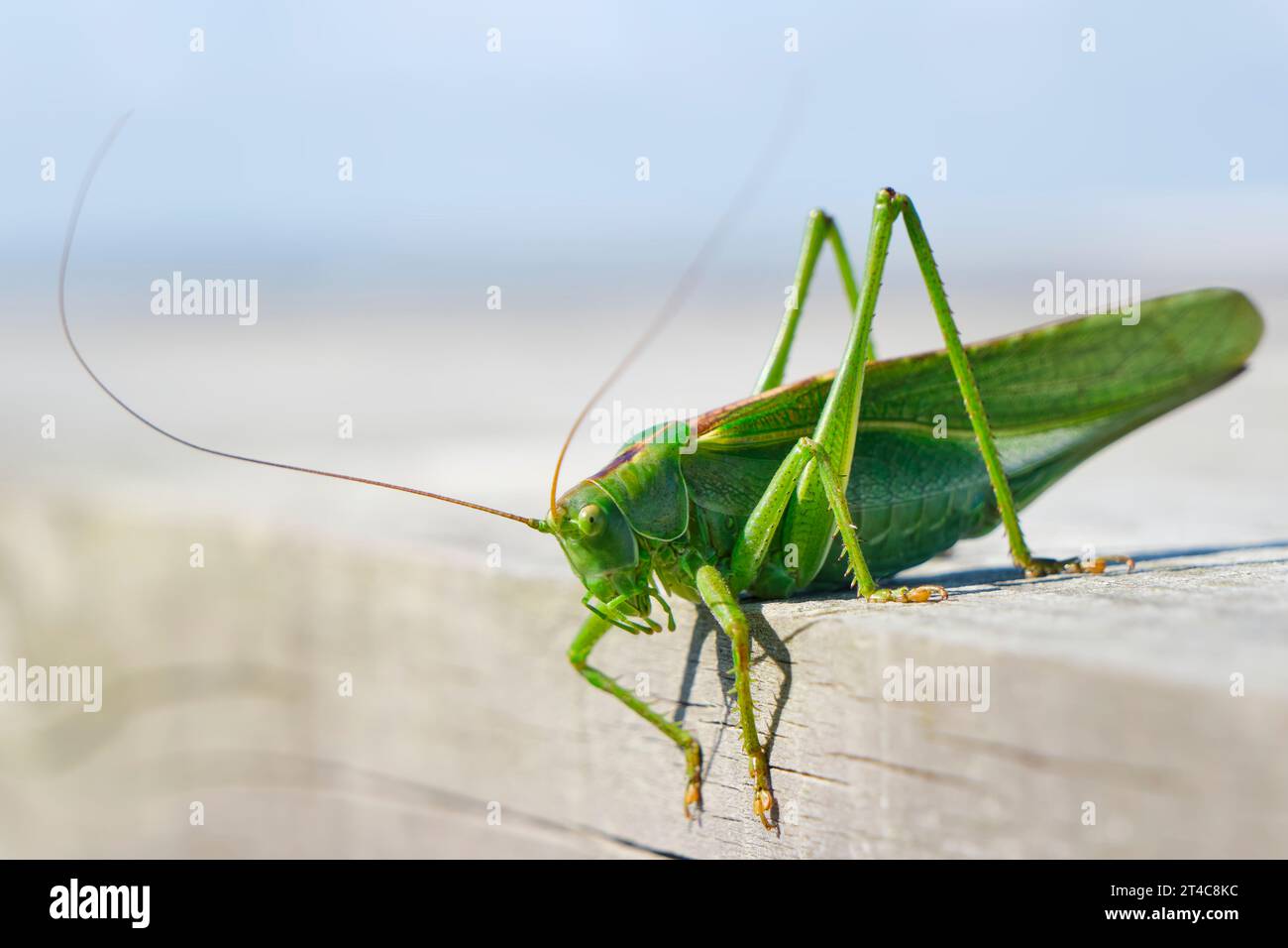 Great green saber grasshopper hi-res stock photography and images - Alamy