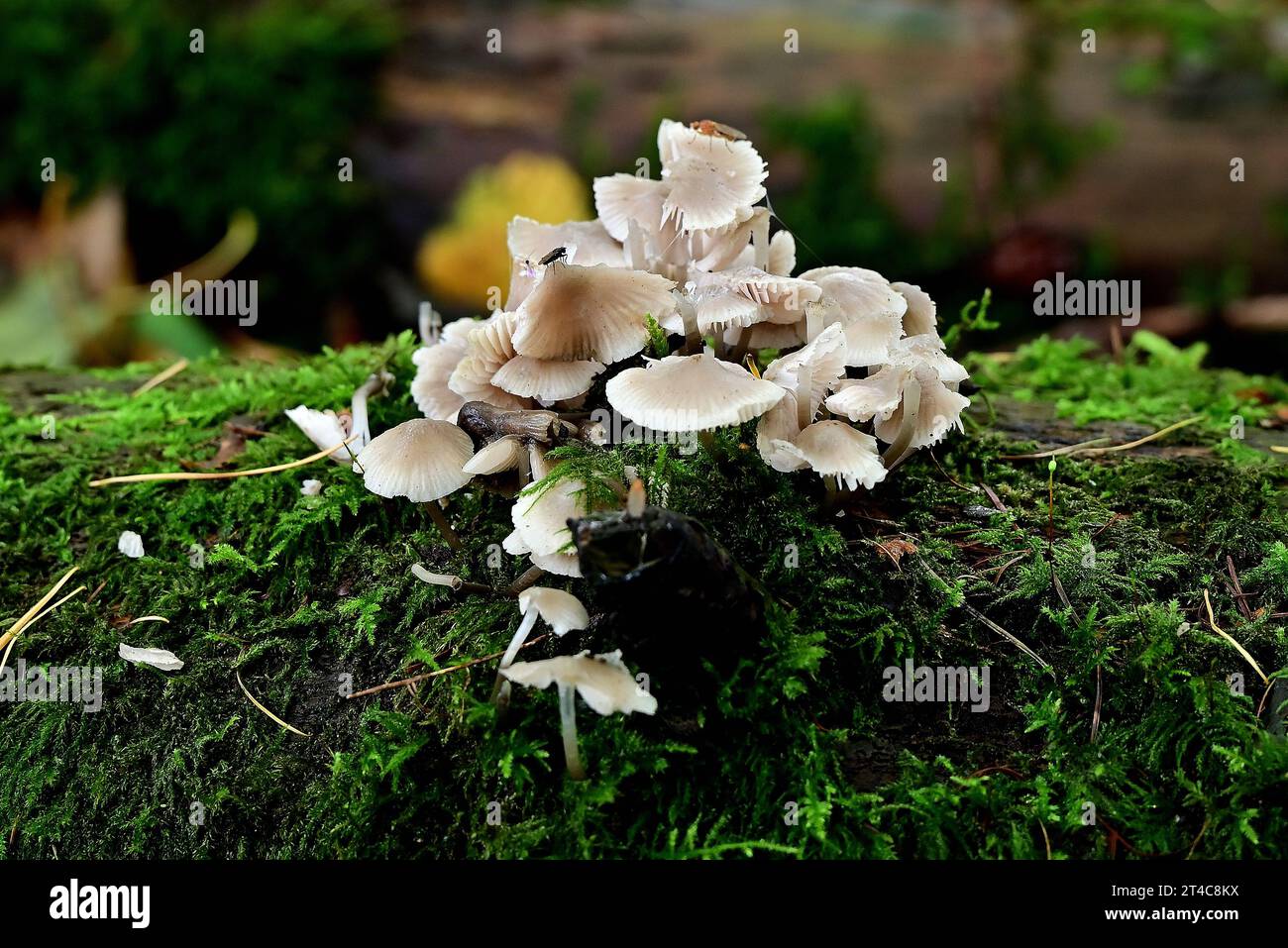 Around the UK - Waxcap fungi growing on a dead tree. Colours of Autumn ...
