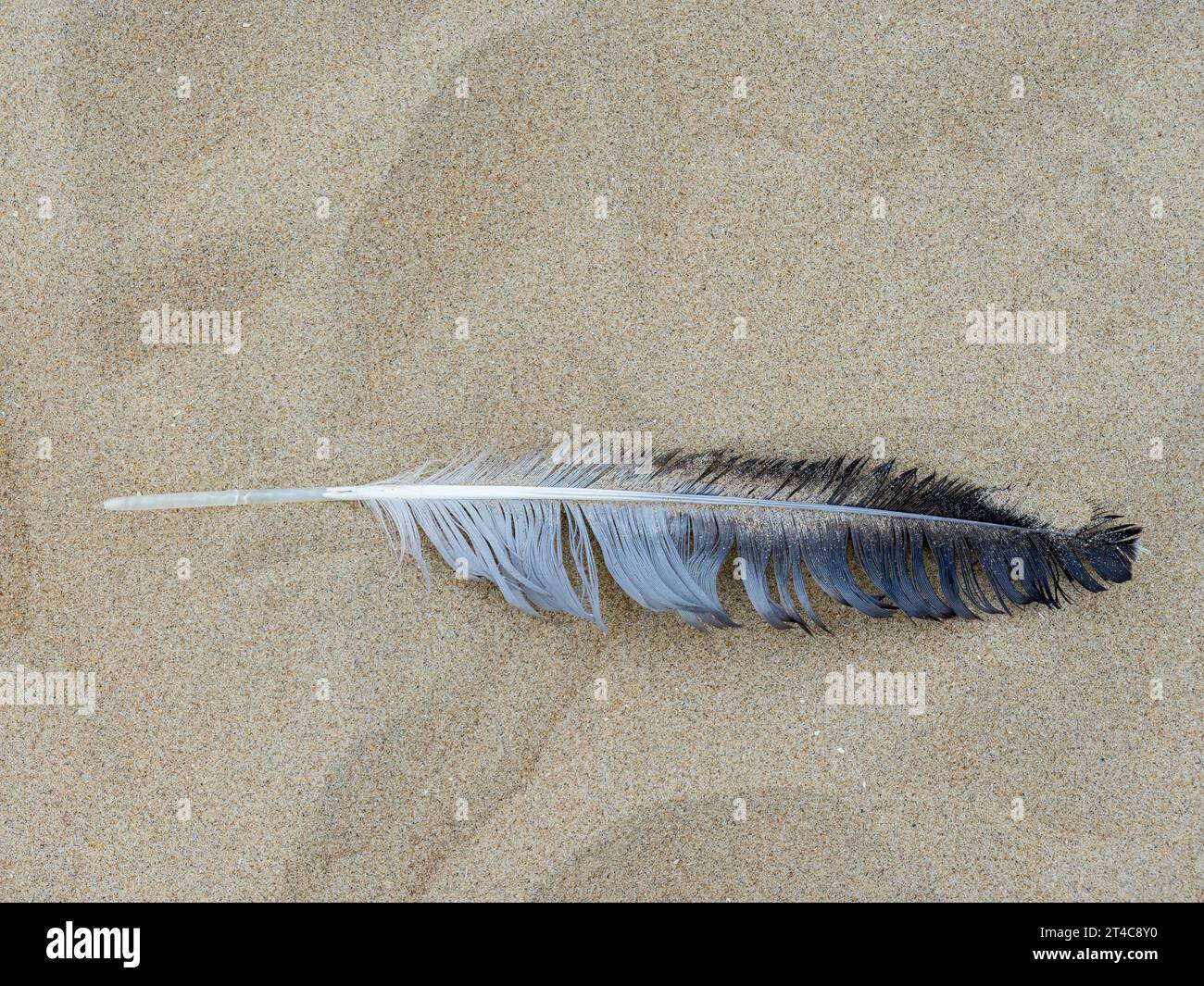 White fether hi-res stock photography and images - Alamy