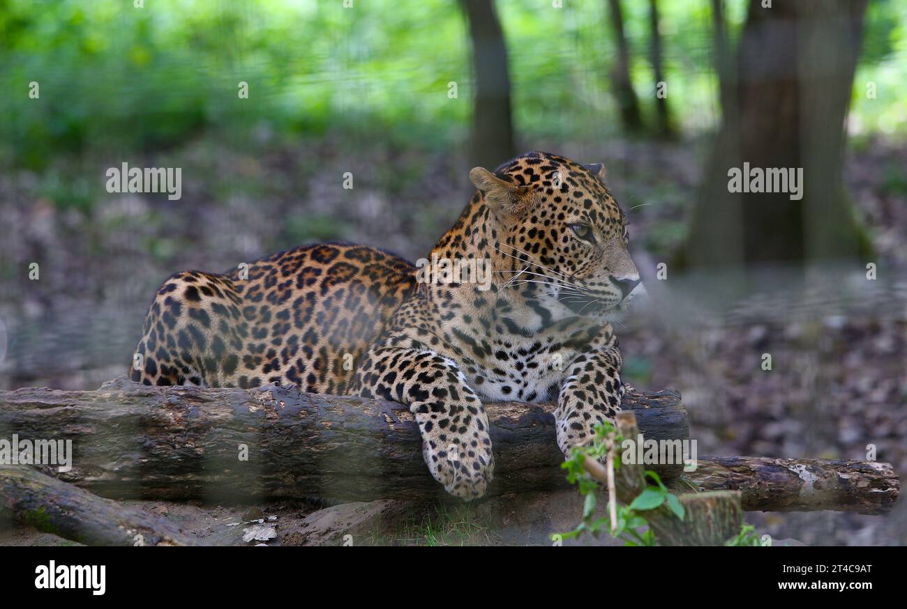 Sri Lankan leopards sleeping in a park in france Stock Photo - Alamy