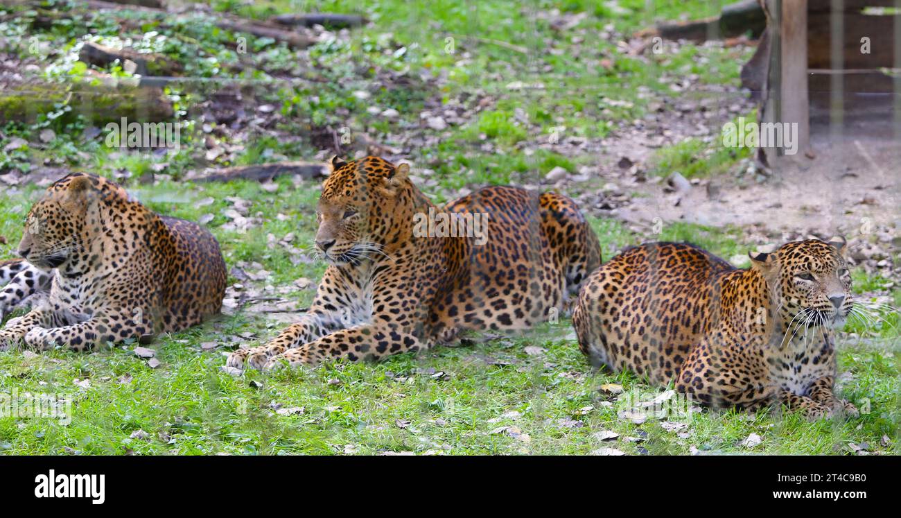 Sri Lankan leopards sleeping in a park in france Stock Photo - Alamy