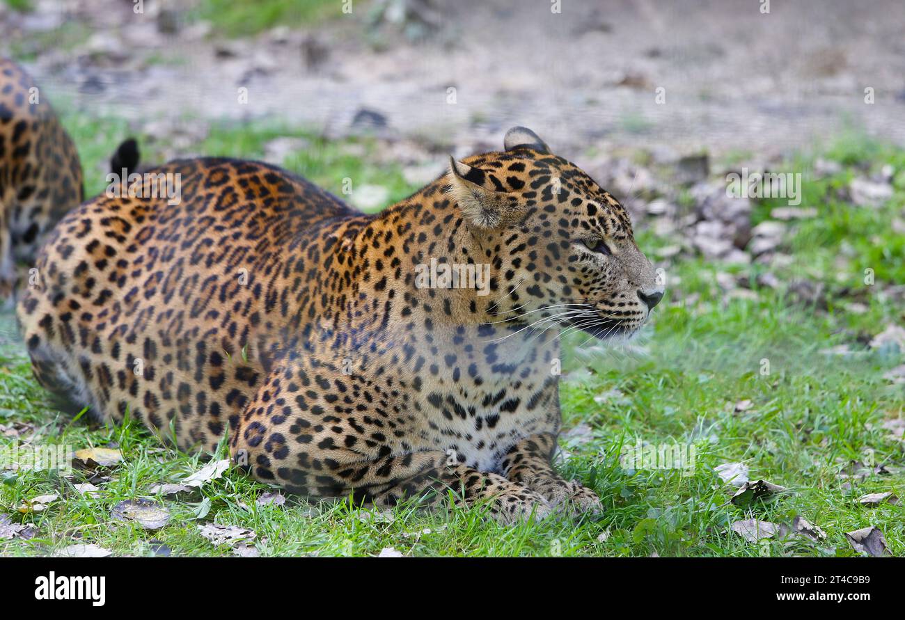 Sri Lankan leopards sleeping in a park in france Stock Photo - Alamy