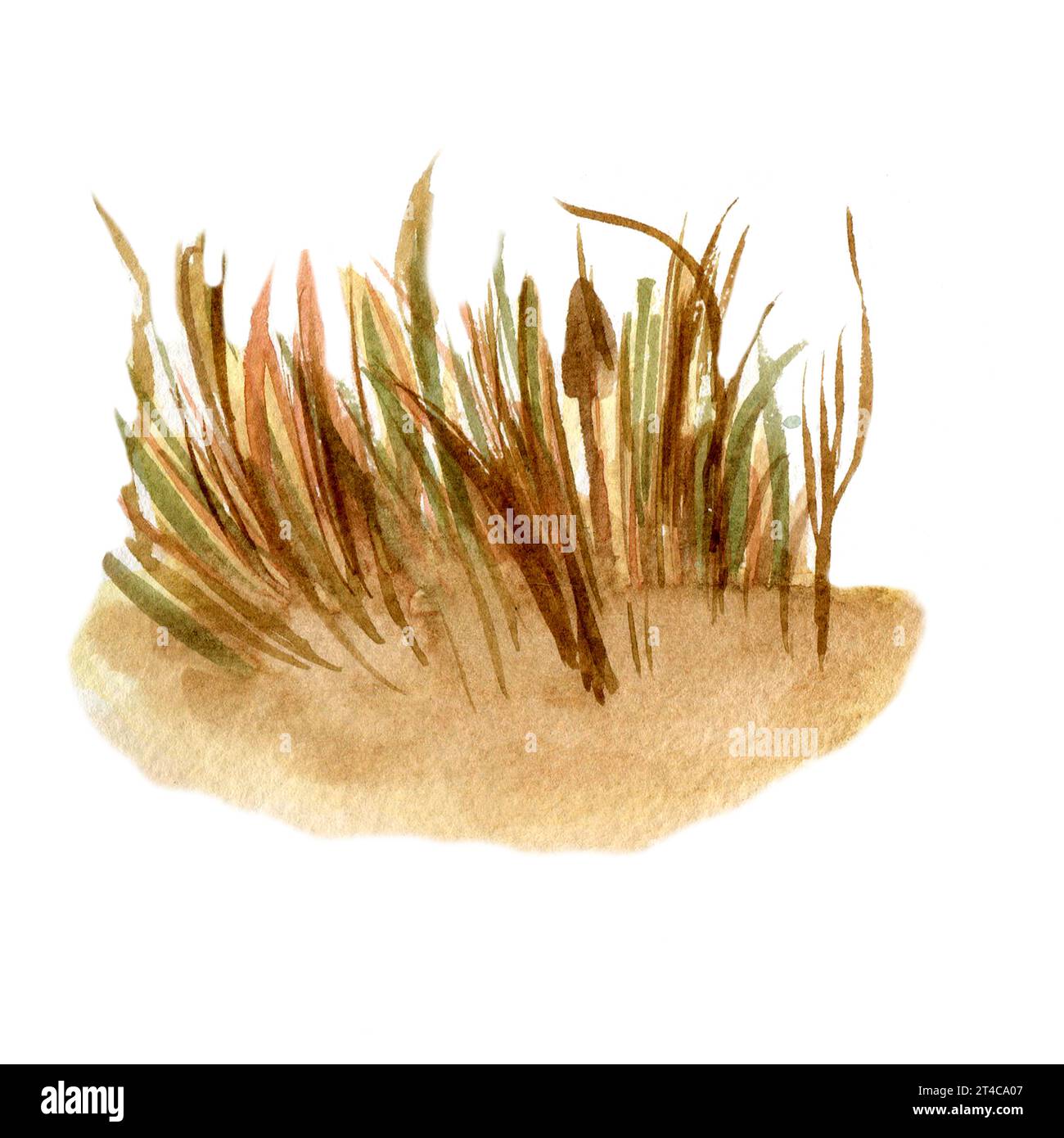 Field of wheat landscape watercolor illustration isolated on white ...