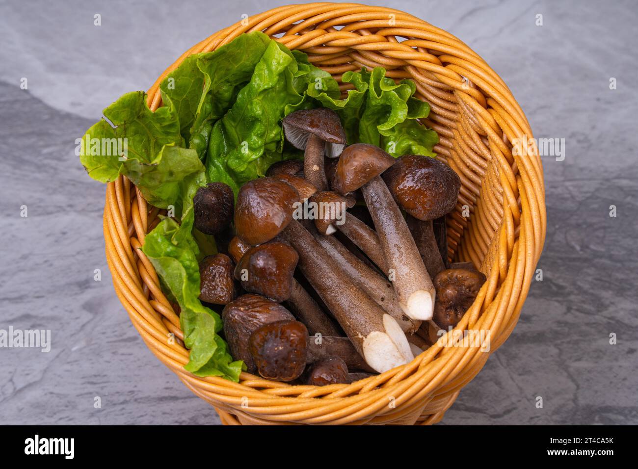 Cleaned Termite Mushroom (Termitomyces fuliginosus Heim, Termitophilae ...