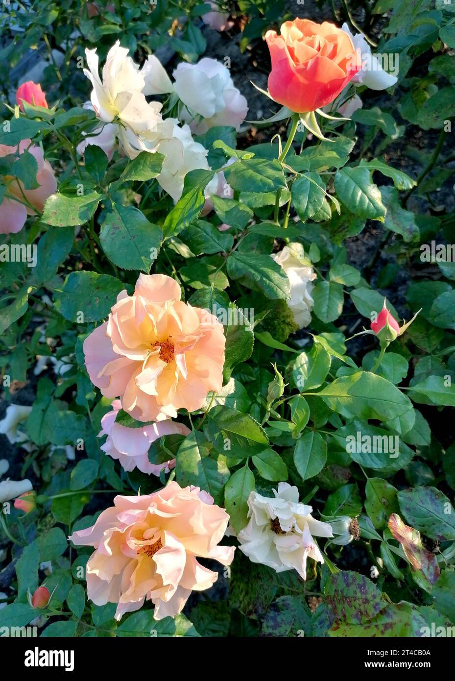 Rosen in einem Park. *** Roses in a park Credit: Imago/Alamy Live News ...