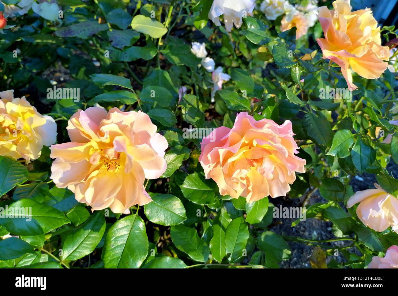 Rosen in einem Park. *** Roses in a park Credit: Imago/Alamy Live News ...