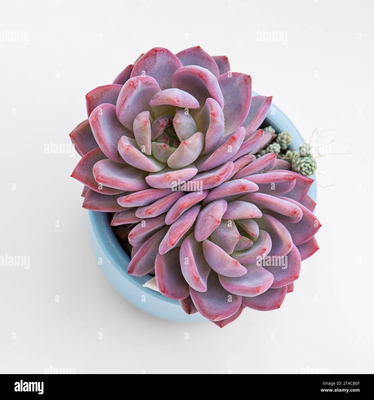 Echeveria Monroe Succulent houseplant colorful pink color flower rosette on white background top ...