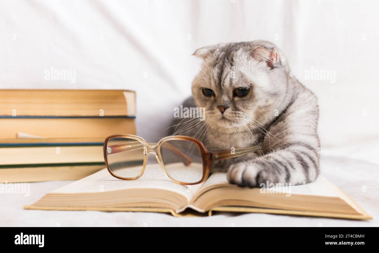 Curious scottish fold cat resting near stack of books Stock Photo - Alamy