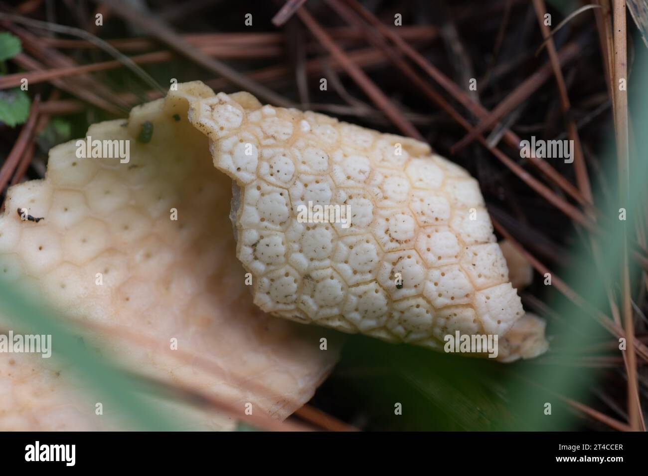 A section of skin from the Nine Banded Armadillo, Dasypus novemcinctus ...