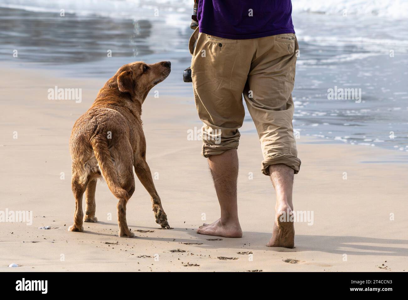 A man and his dog walking along the shoreline at Fistral Beach in ...
