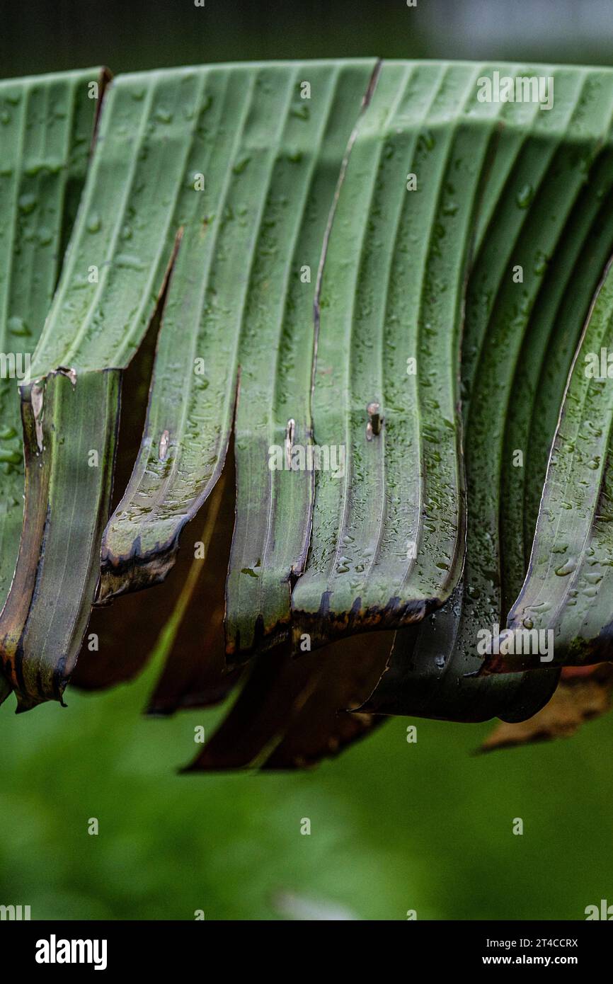 A closeup close up view of a damaged leaf of a Hardy Banana plant Musa ...