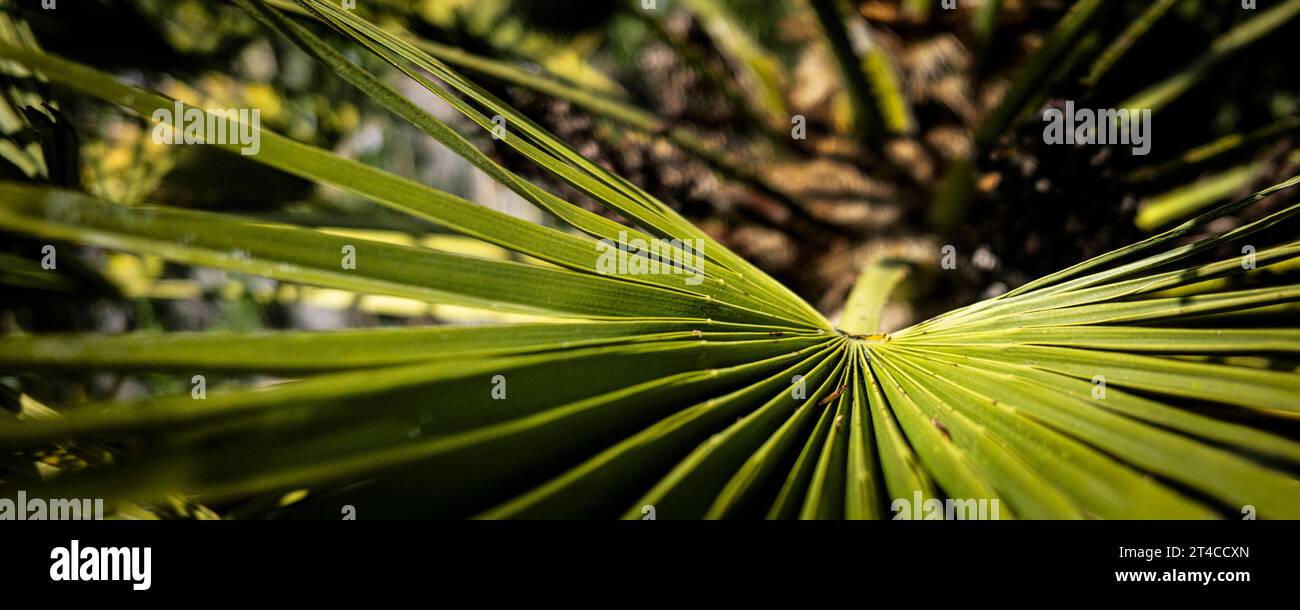 A panoramic close up view of a Trachycarpus fortunei growing in ...