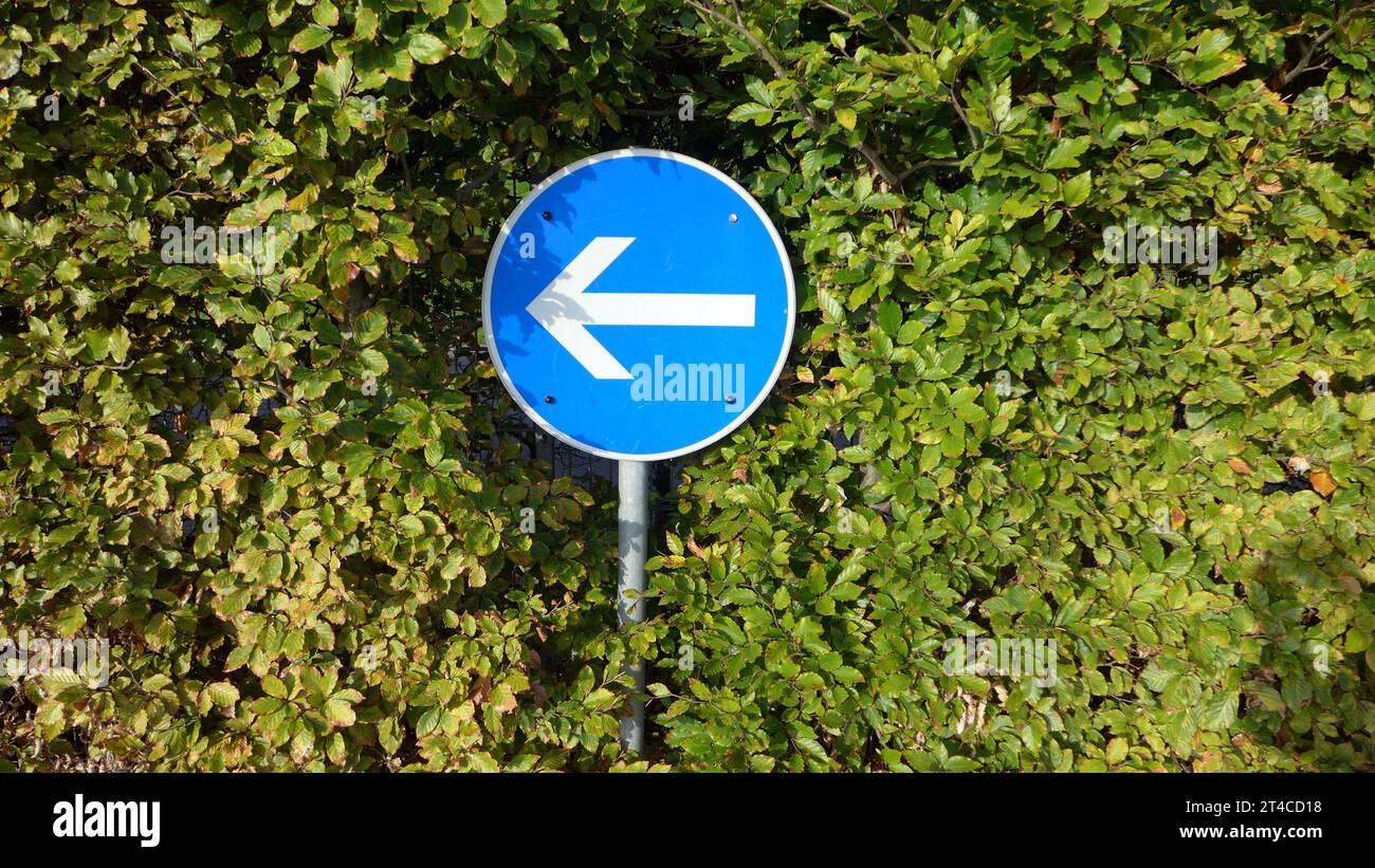 common beech (Fagus sylvatica), traffic sign driving direction left ...