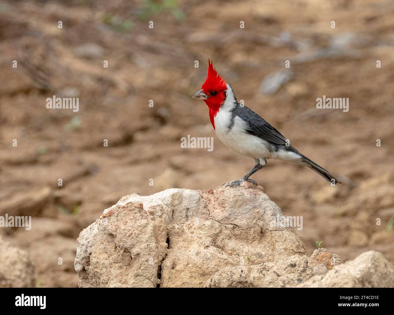 red-crested cardinal, Brazilian cardinal (Paroaria coronata), perching ...