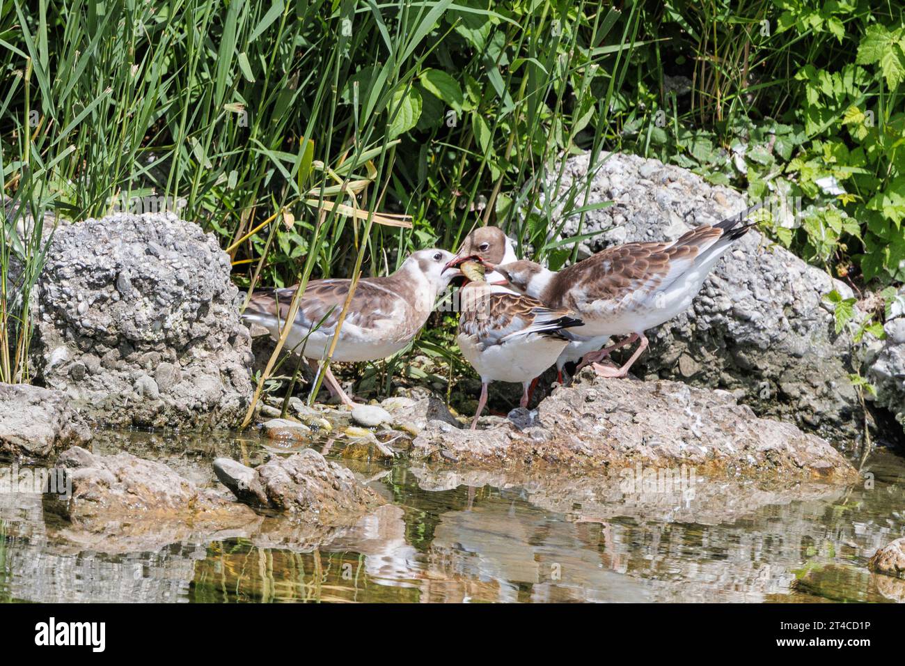 black-headed gull (Larus ridibundus, Chroicocephalus ridibundus ...