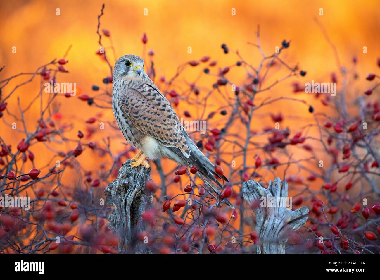 Lateral ro hi-res stock photography and images - Alamy