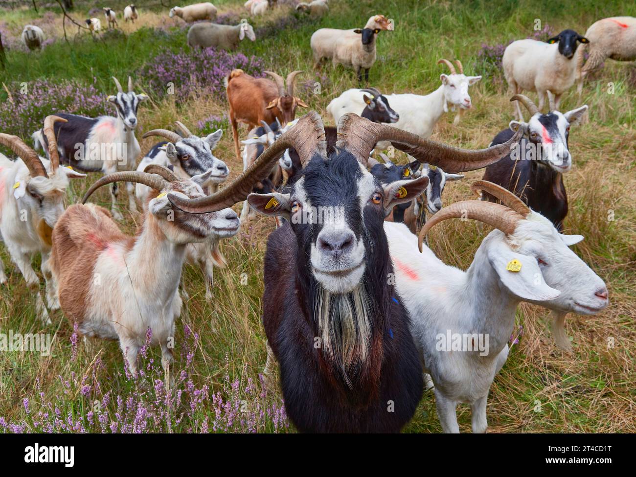 sheep and goats grazing a heath succession area, billy goat looking ...