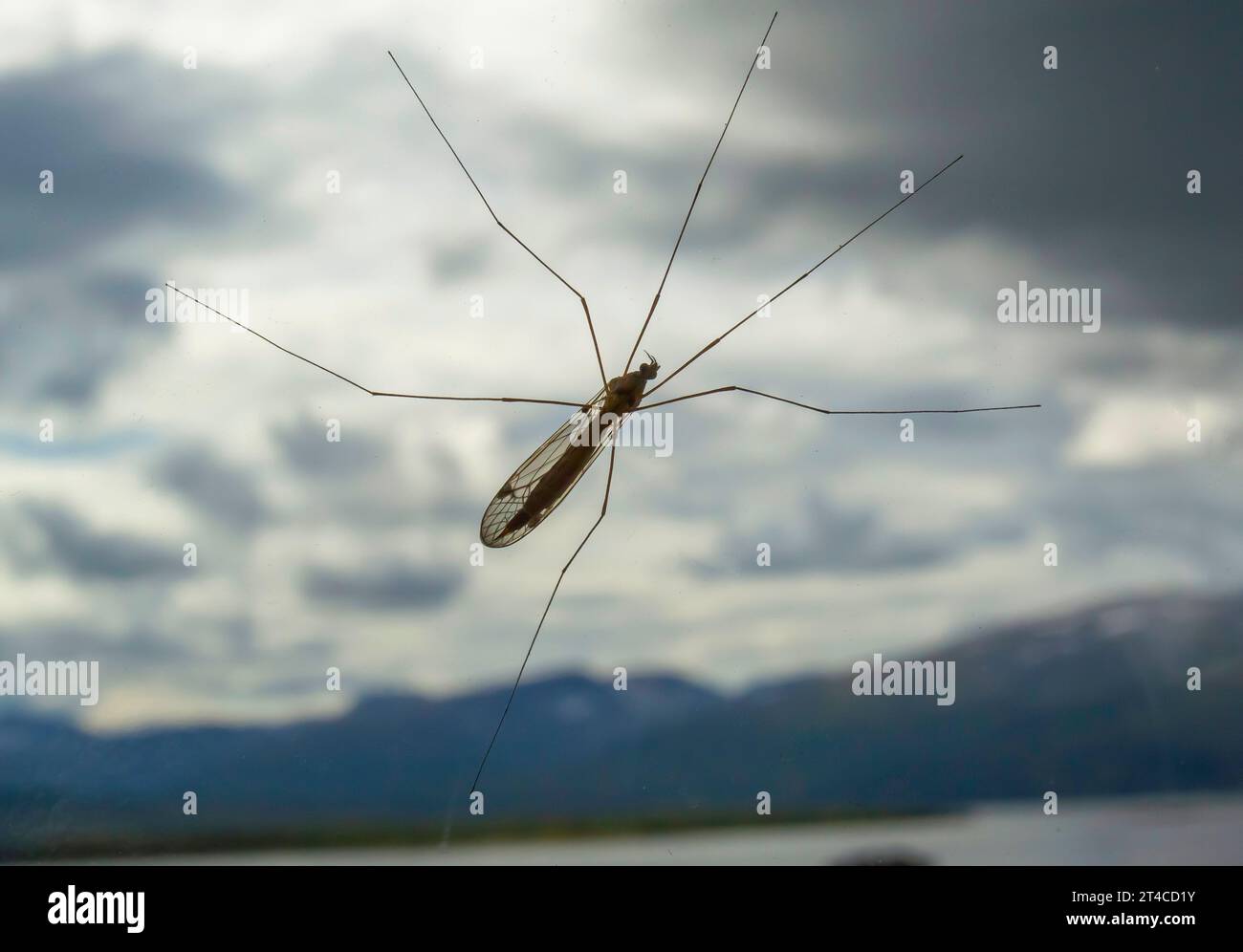crane flies, crane-flies, daddy-long-legs (Tipulidae), on window ...