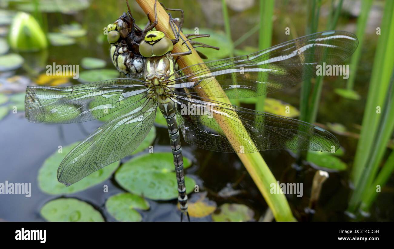 blue-green darner, southern aeshna, southern hawker (Aeshna cyanea ...