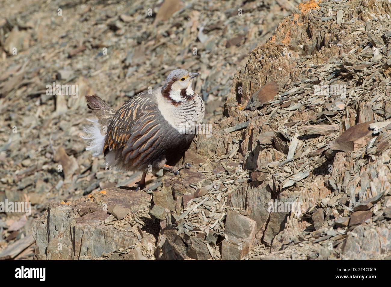 Himalayan snowcock (Tetraogallus himalayensis), walking on a rocky ...