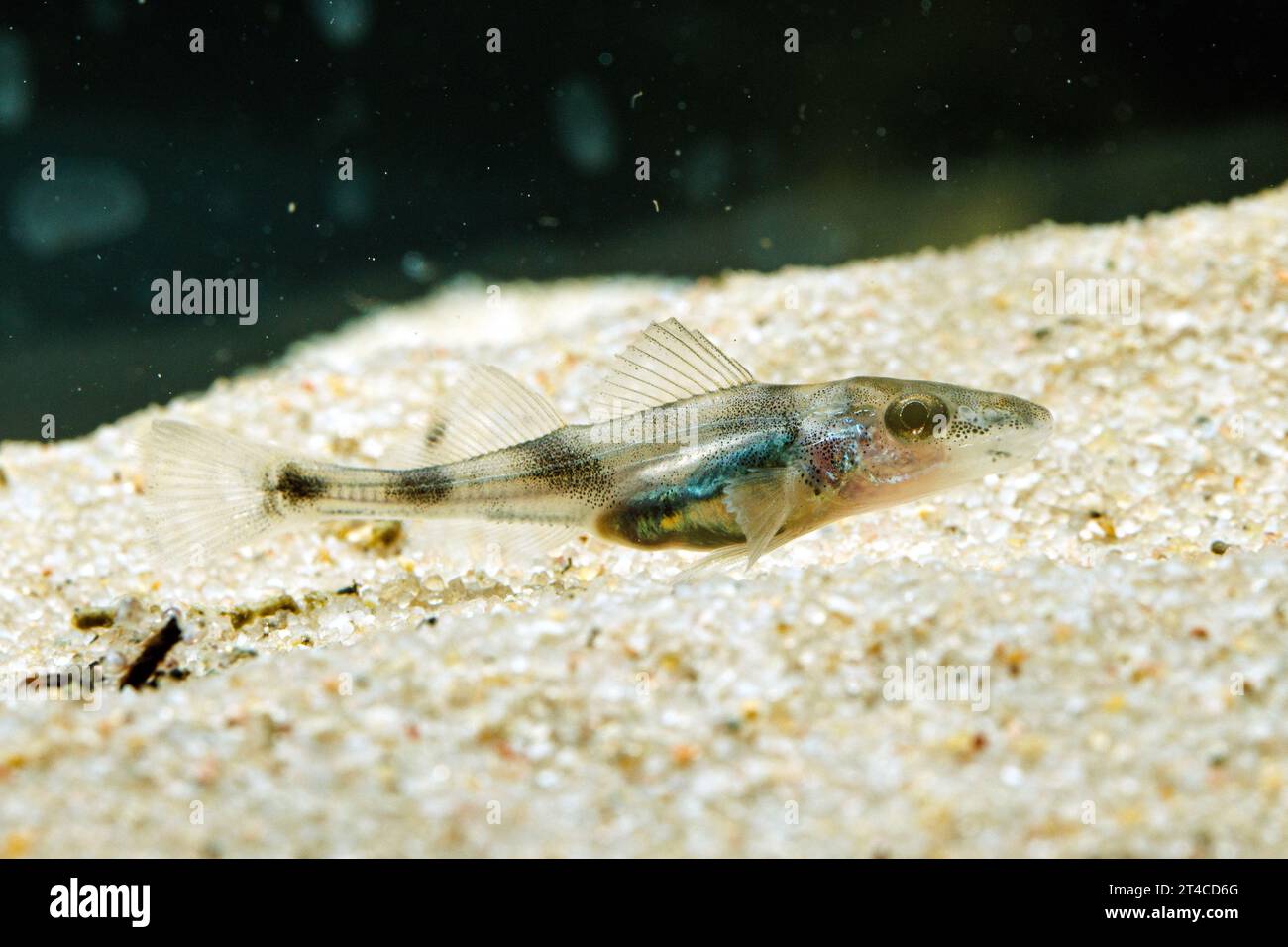 streber (Zingel streber), juvenile, 10 weeks after first feeding ...