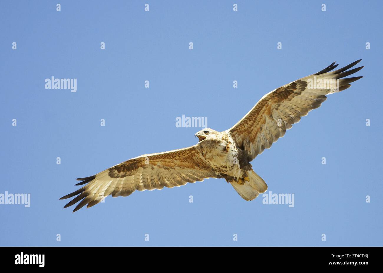 upland buzzard (Buteo hemilasius), in flight in the blue sky, Mongolia ...