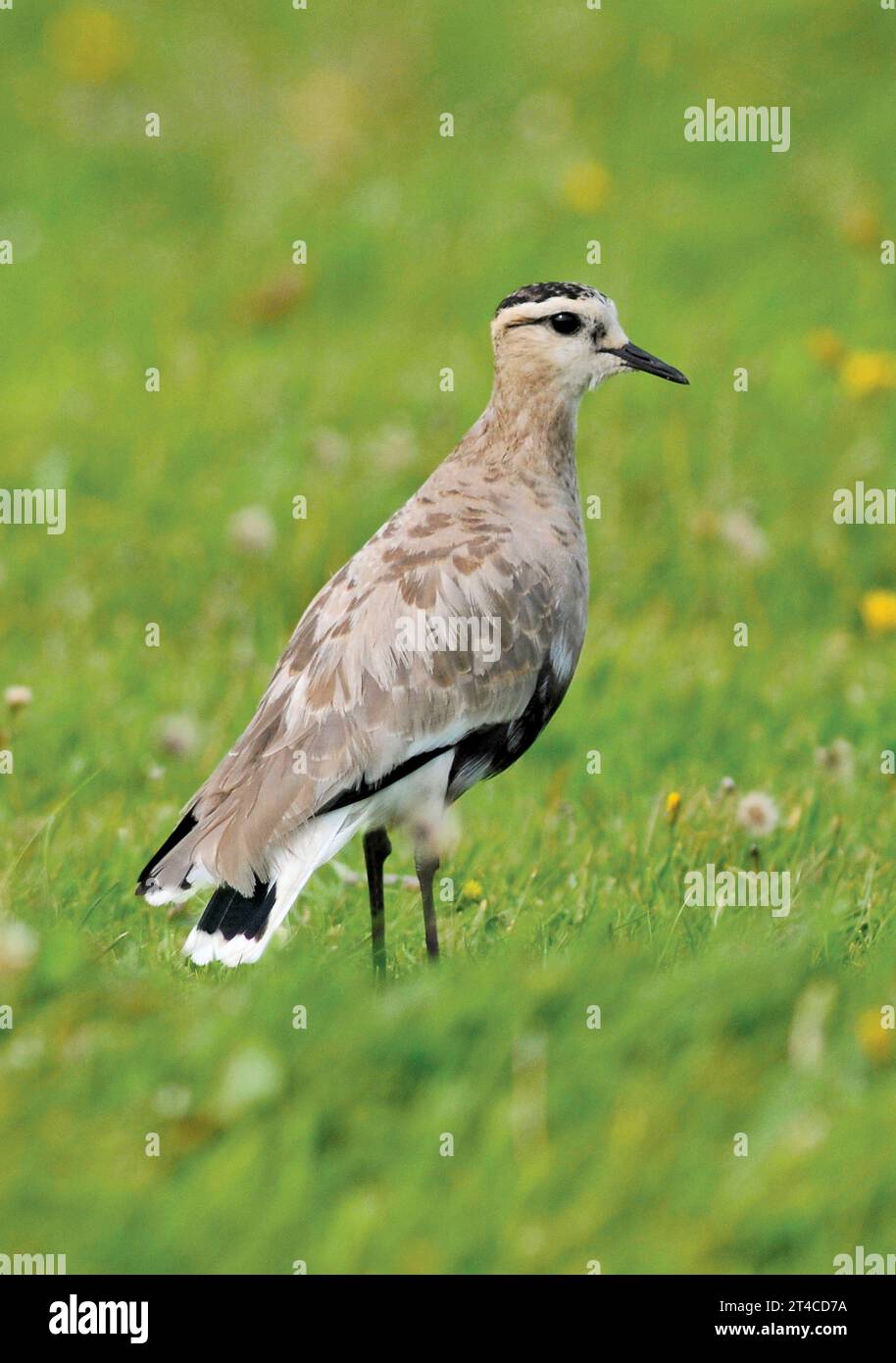 sociable plover, sociable lapwing (Chettusia gregaria, Vanellus ...