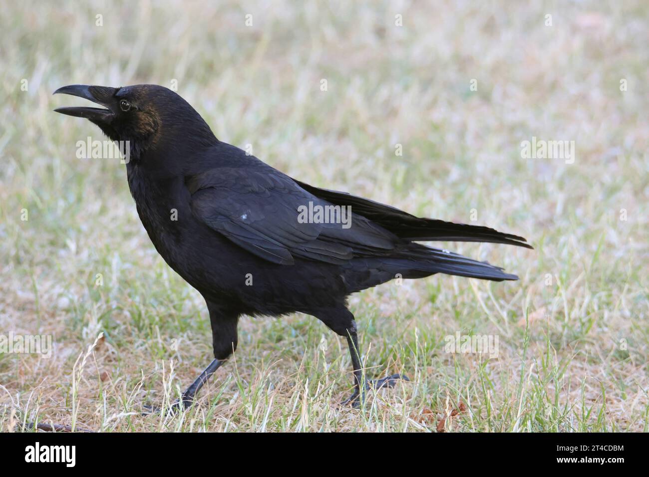 Carrion crow (Corvus corone, Corvus corone corone), calling in a dried ...