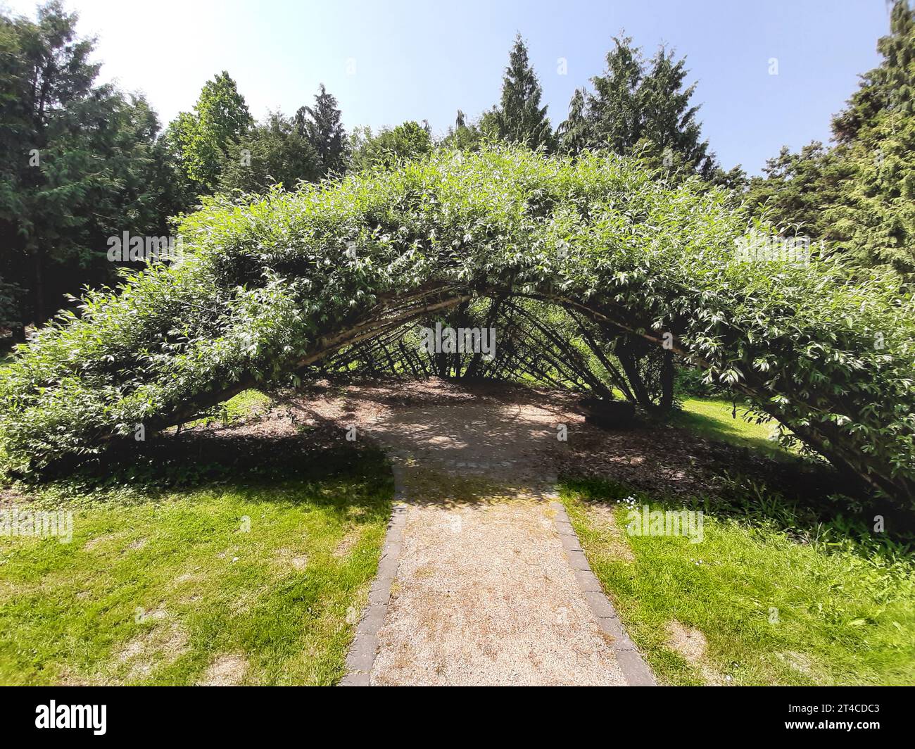 Dome shaped tree hi-res stock photography and images - Alamy