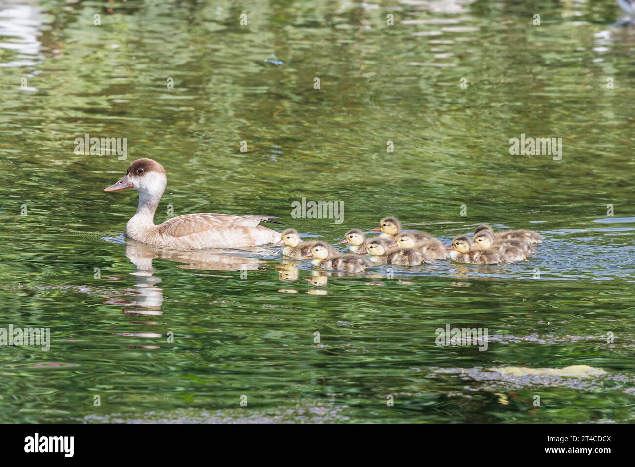 red-crested pochard (Netta rufina), female swimming on a lake with ...