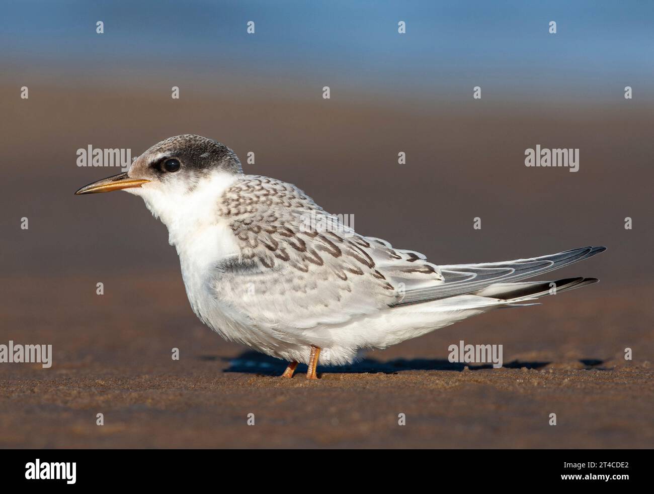 little tern (Sterna albifrons, Sternula albifrons), juvenile bird ...