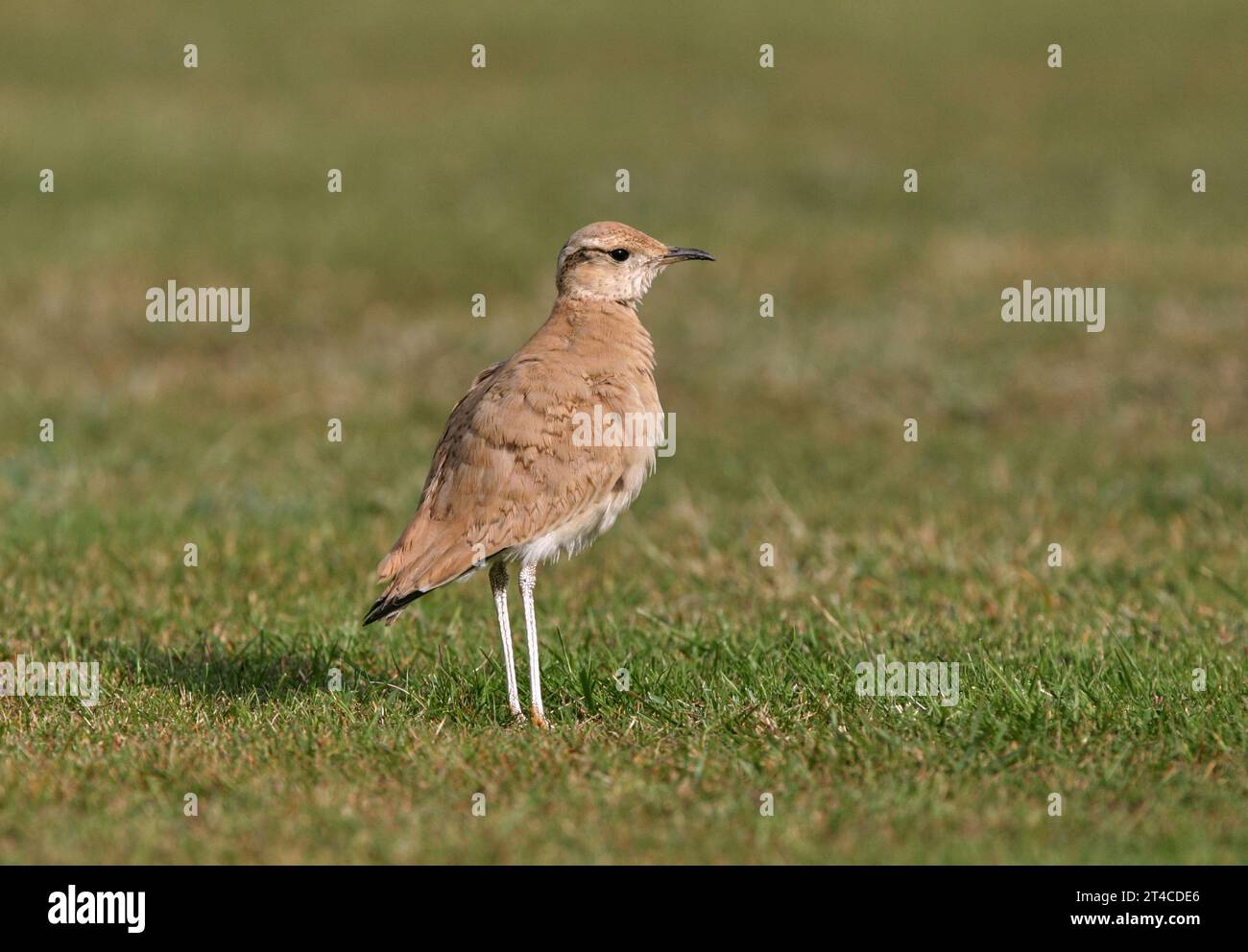 cream-coloured courser (Cursorius cursor), immature bird standing in a ...