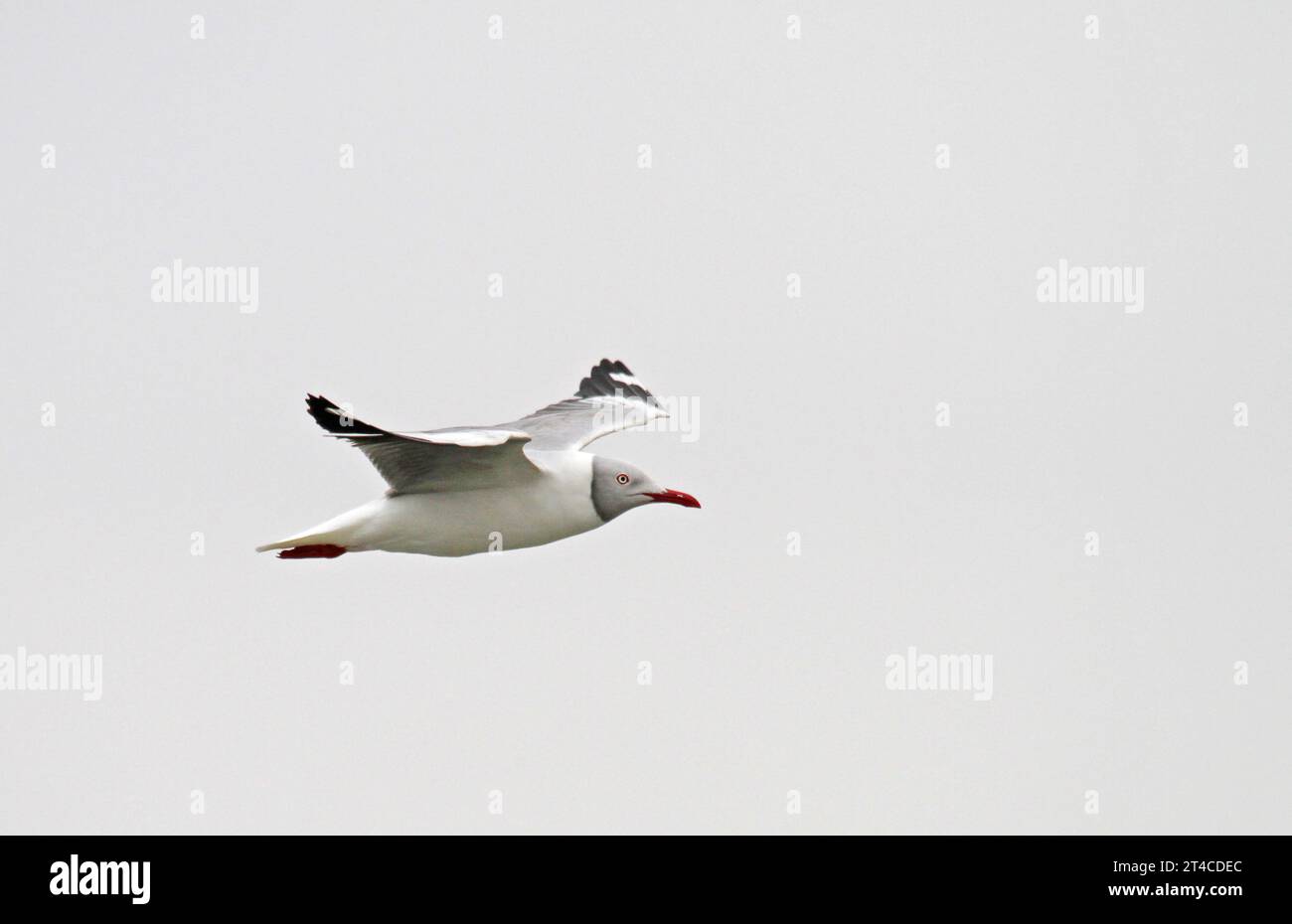 Grey-headed gull, Gray-hooded gull (Larus cirrocephalus ...