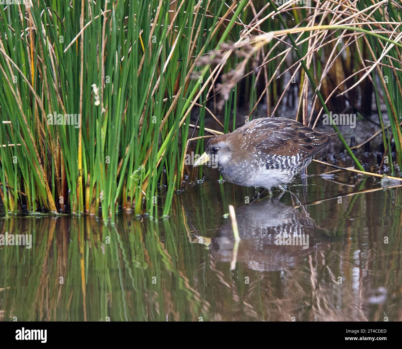 Sora crake (Porzana carolina), foraging on the shore, side view, Europe ...