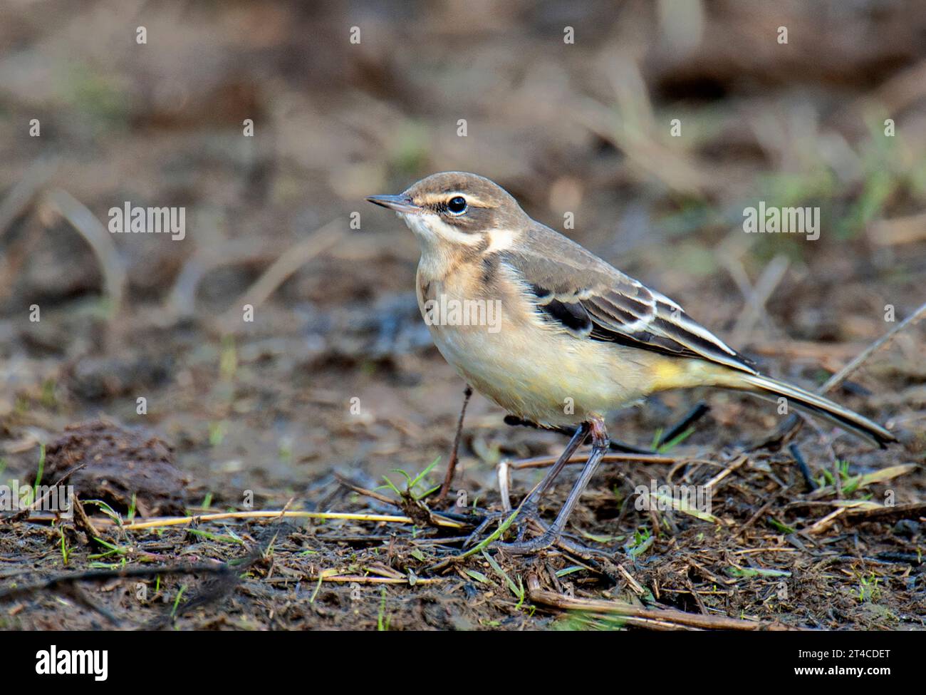 Dark-headed Wagtail, Grey-headed Wagtail, Yellow wagtail, western ...