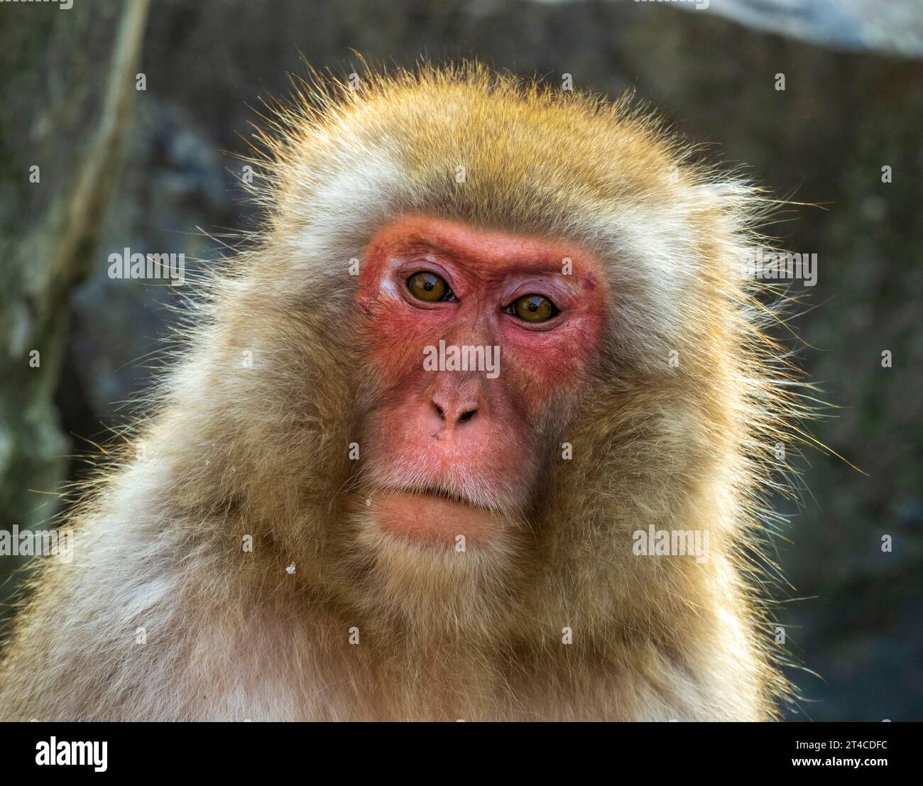 Japanese macaque, snow monkey (Macaca fuscata), portrait, looking ...