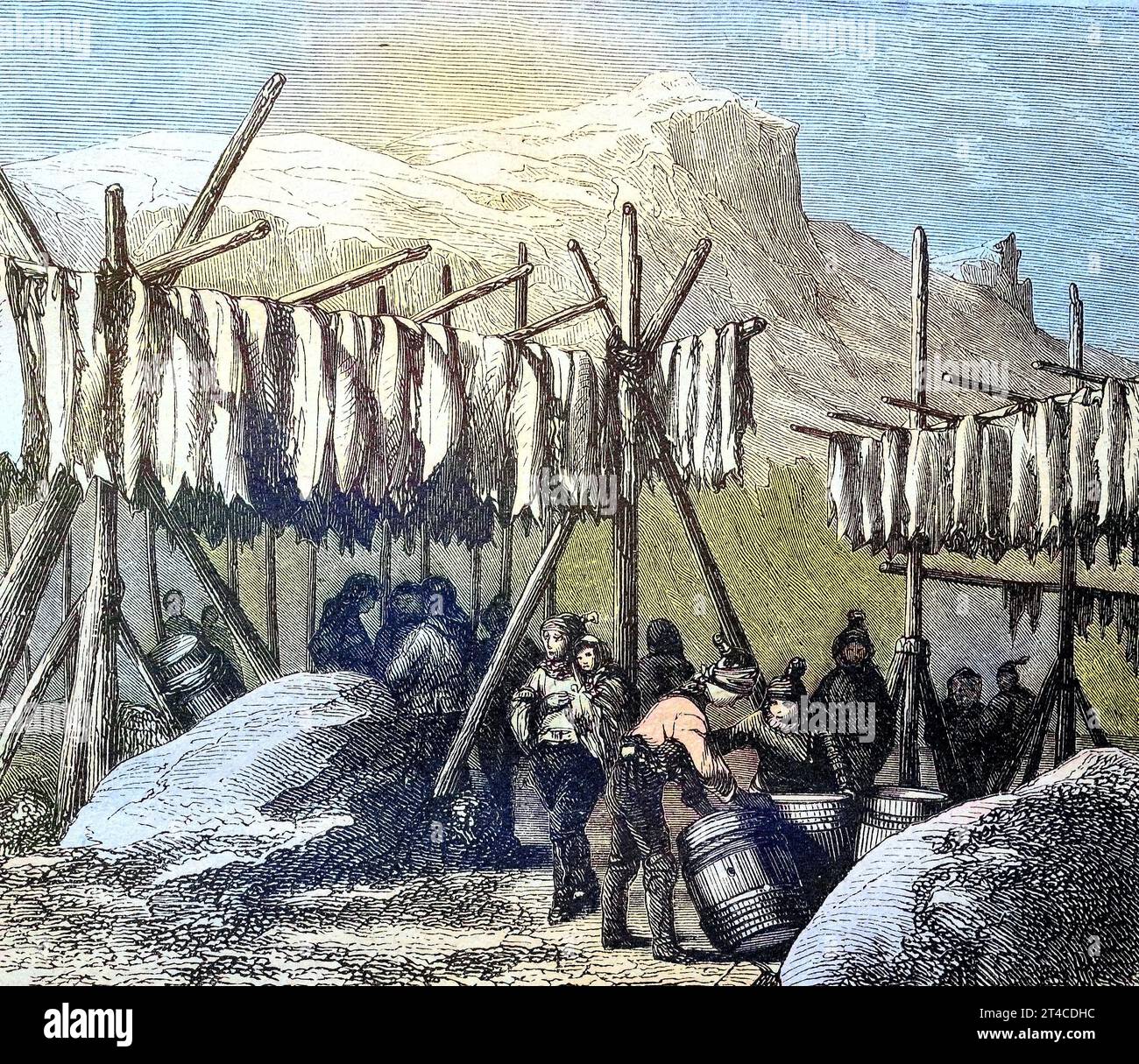 Newfoundland cod fish hi-res stock photography and images - Alamy