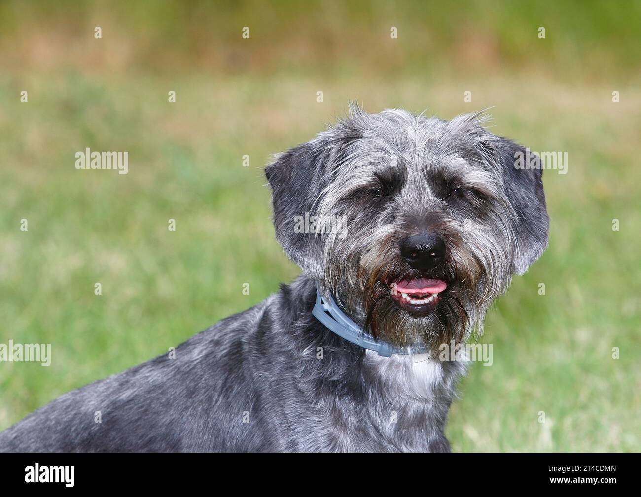 Dachshund Shih Tzu Puppy Mix