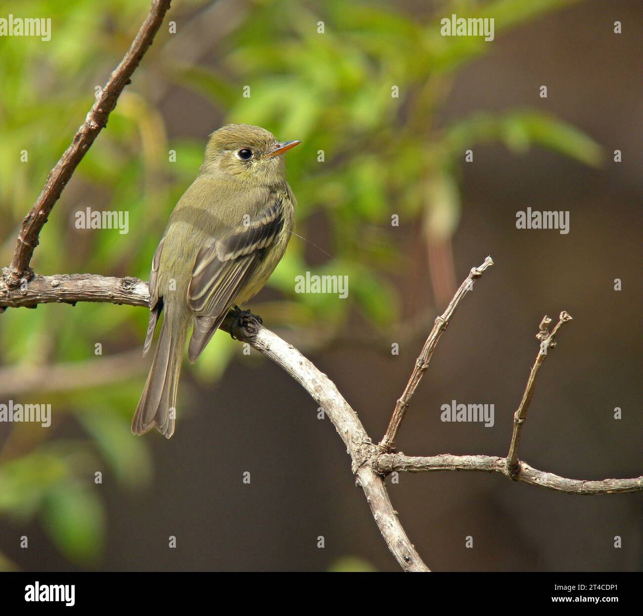 Empidonax affinis hi-res stock photography and images - Alamy