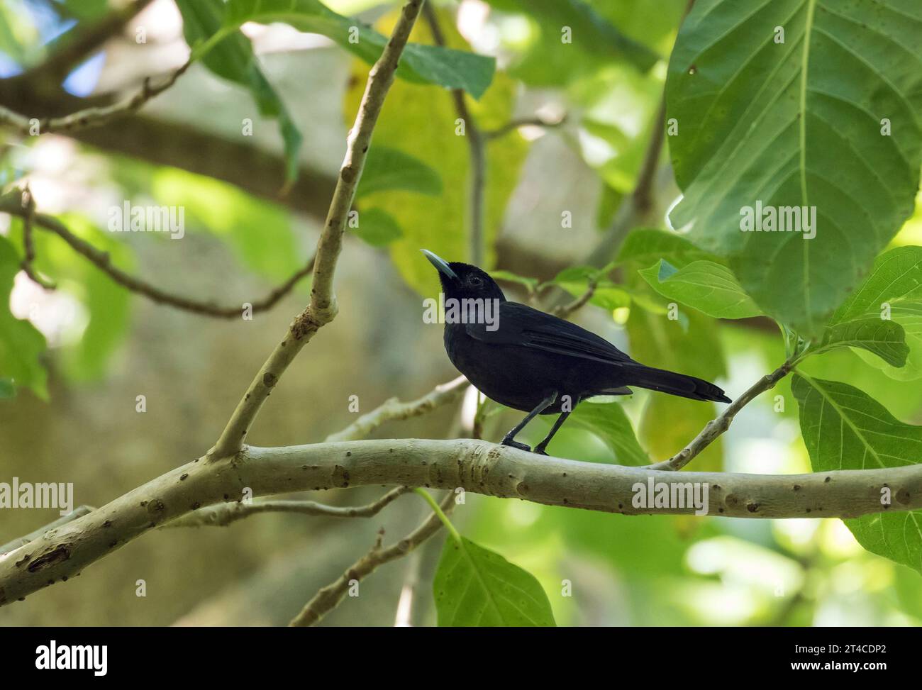 marquesas flycatcher; Marquesan monarch; Marquesan monarchs (Pomarea ...