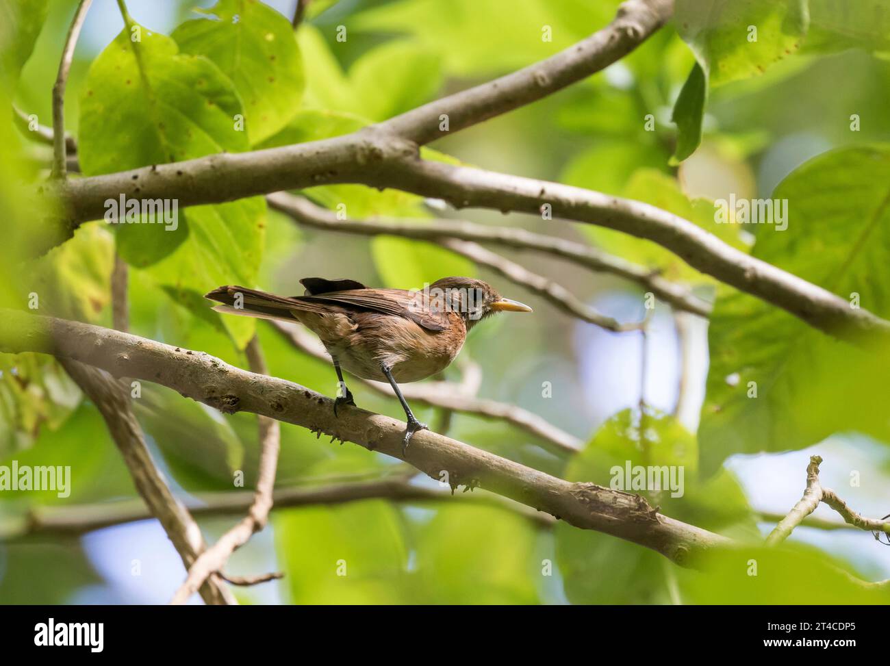 marquesas flycatcher, Marquesan monarch (Pomarea mendozae), immature ...