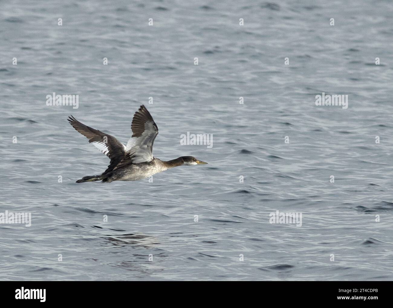 red-necked grebe (Podiceps grisegena), in flight over the water, side ...