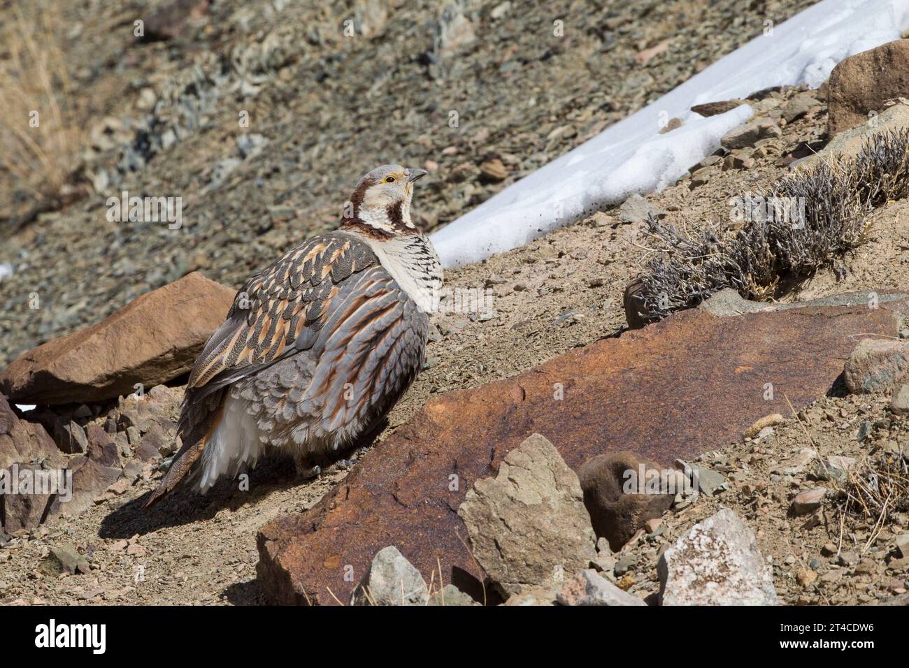 Himalayan snowcock (Tetraogallus himalayensis), perching on a rocky ...