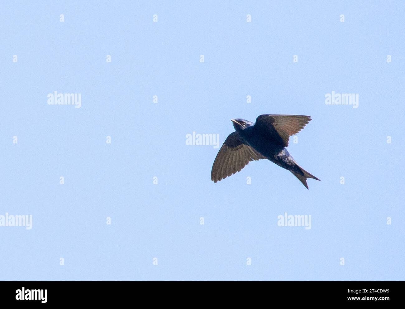 Flying bird in cuban sky hi-res stock photography and images - Alamy